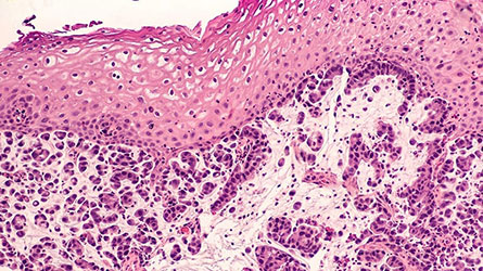 Products – Novel Tech Inc. – Delivering Microscopes & Histopathology ...